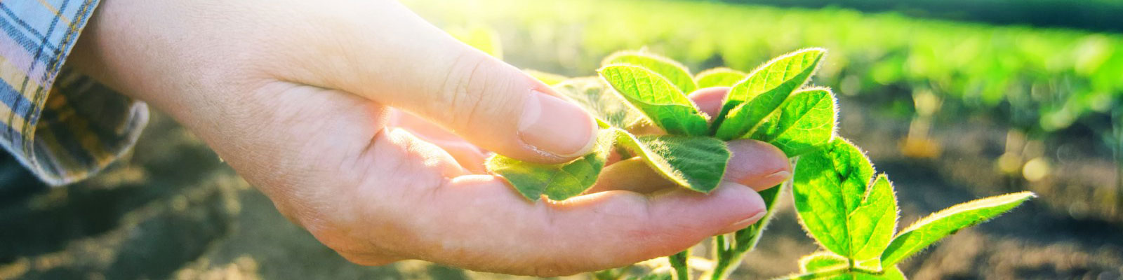 Chelation And Mineral Nutrition | JH Biotech Inc.